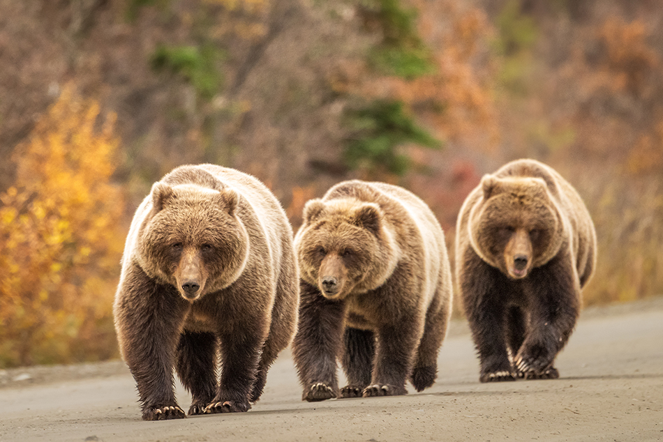Where is the best place to photograph bears? – Tom Bol Photography, LLC
